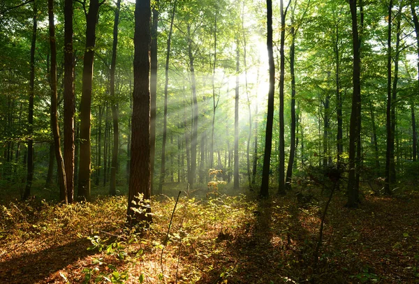 Bok skog Stockfotografier, royaltyfria Bok skog bilder | Depositphotos