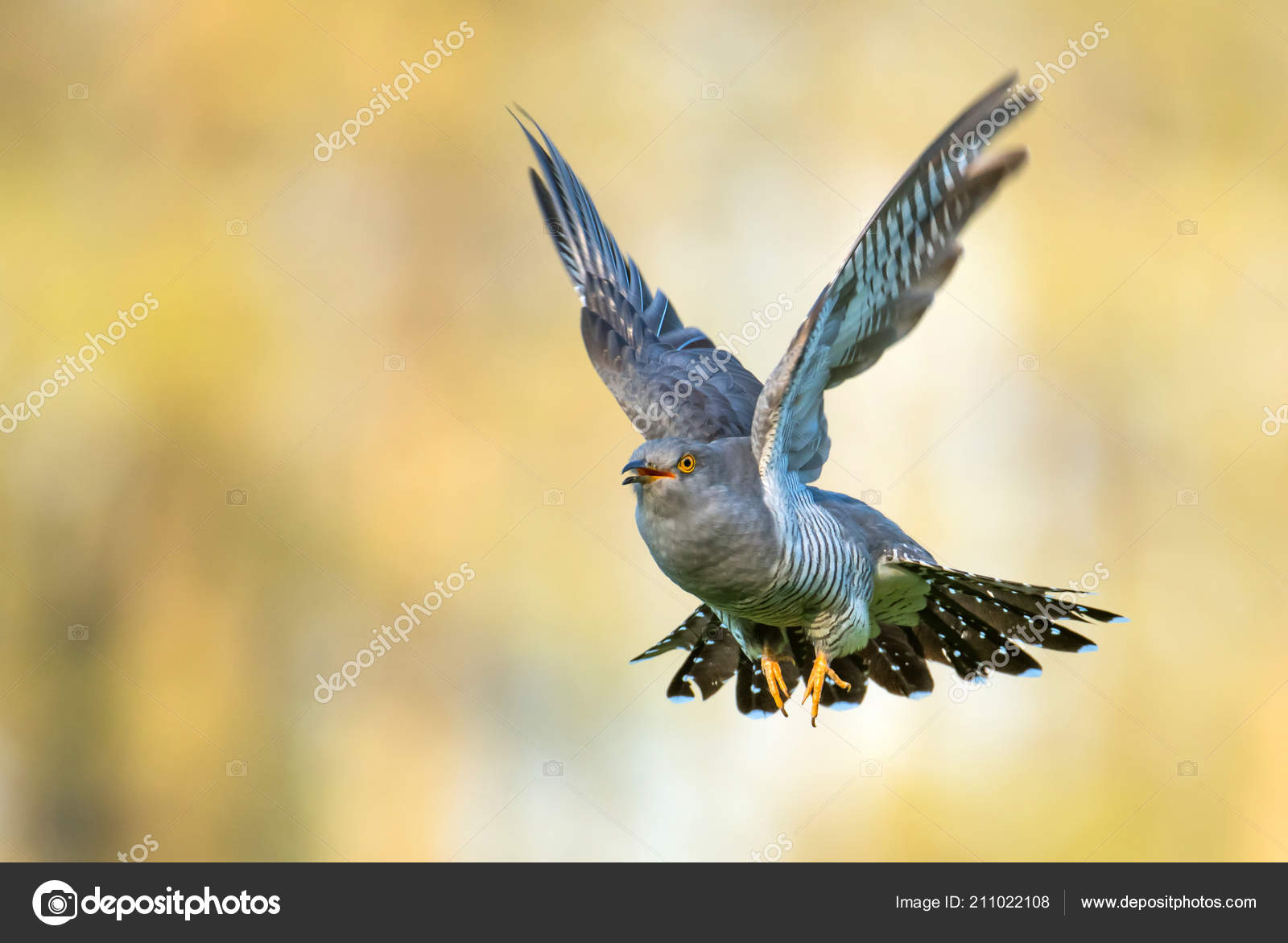 Cuckoo Bird Flying