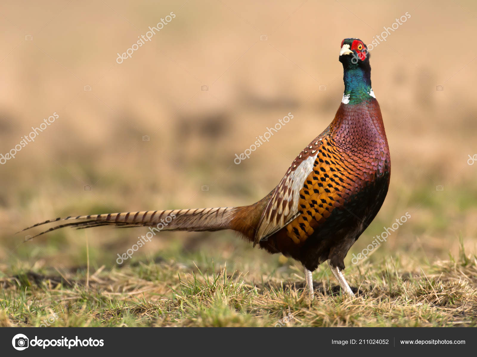 Pheasants Wallpaper