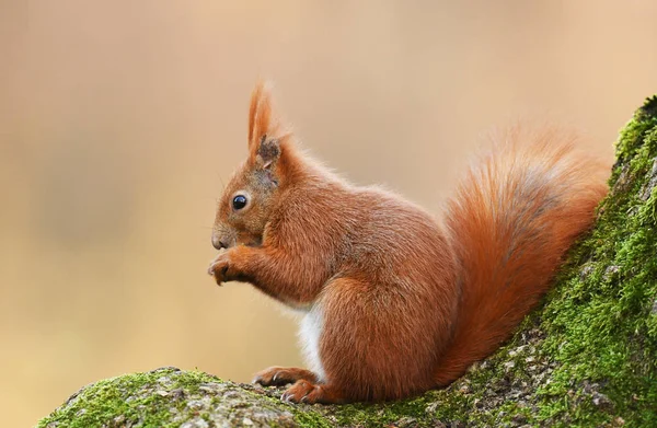 Red squirrel Stock Photos, Royalty Free Red squirrel Images | Depositphotos Red squirrel Stock Photos, Royalty Free Red squirrel Images | Depositphotos