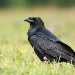 Portrait of a Raven Stock Photo by ©EBFoto 61868421