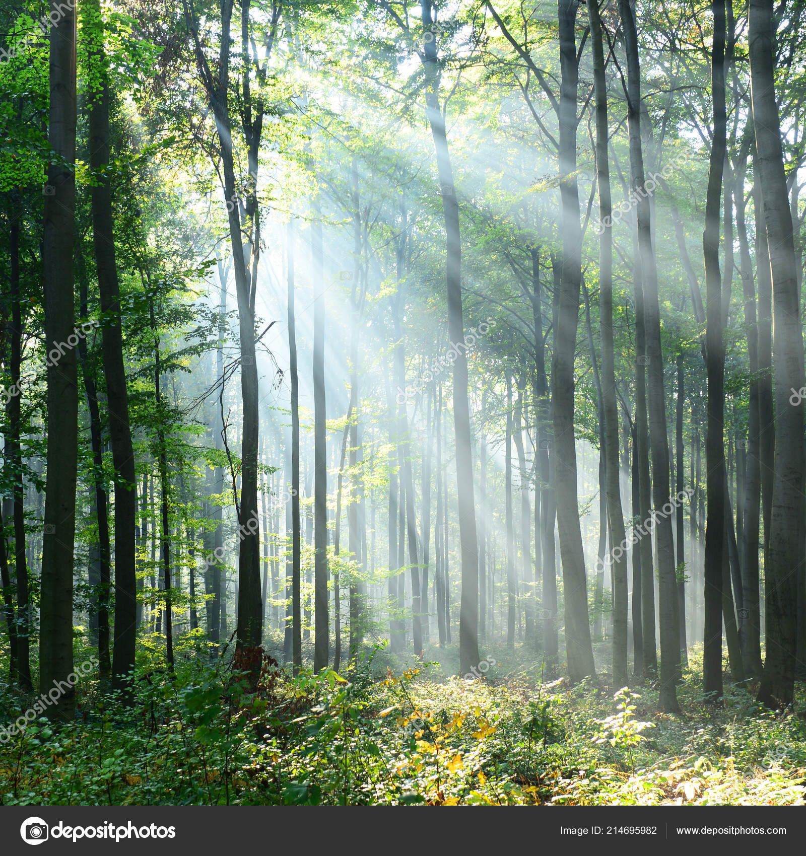 Sunbeams In Forest - The Best Picture Of Beam