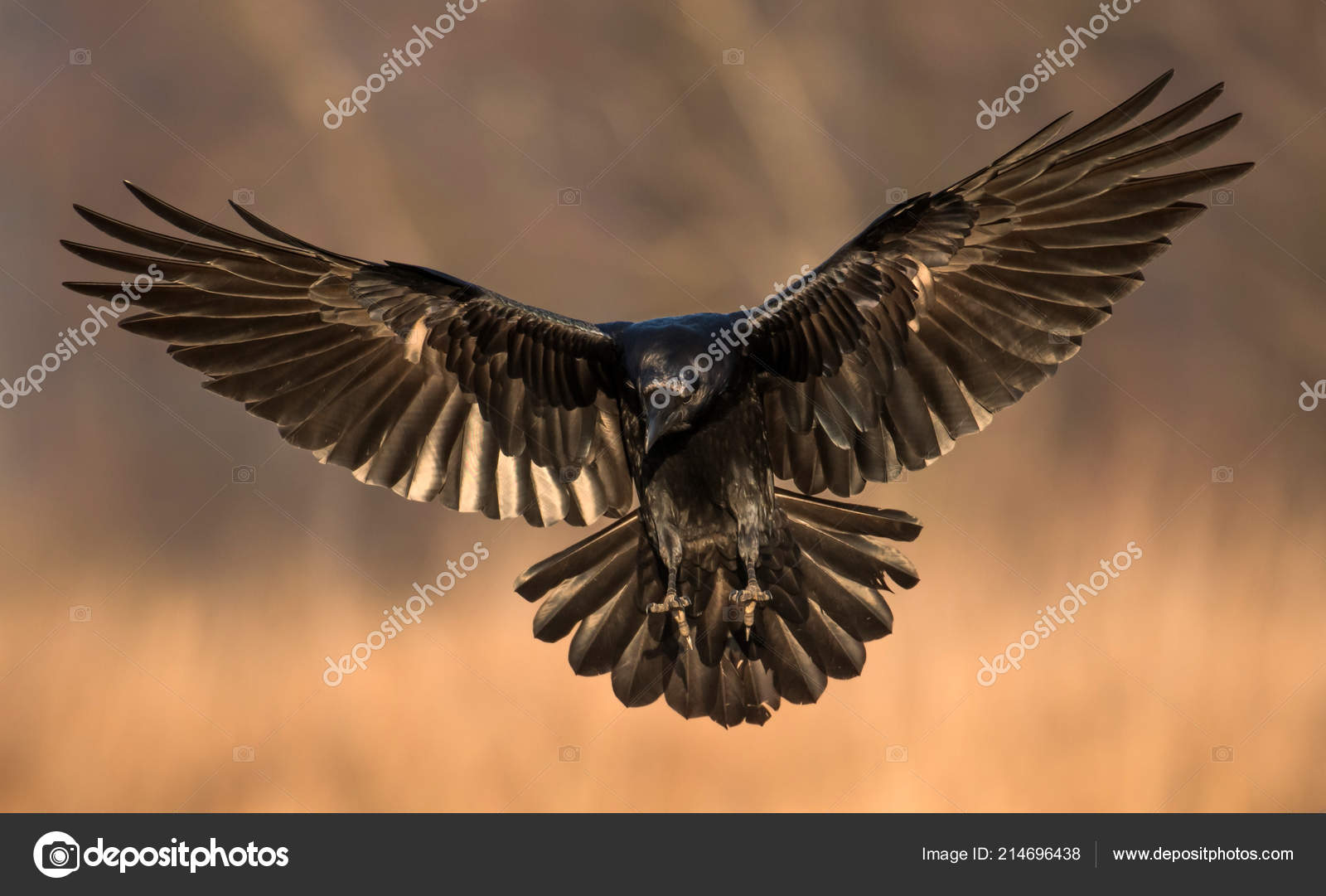 Common Raven Flying Natural Habitat Stock Photo by ©kwasny222 214696438