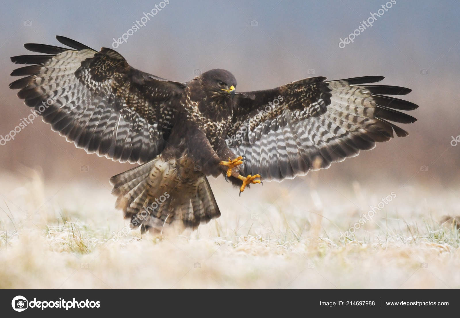 Common Buzzard Flying Natural Habitat Stock Photo by ©kwasny222 214697988