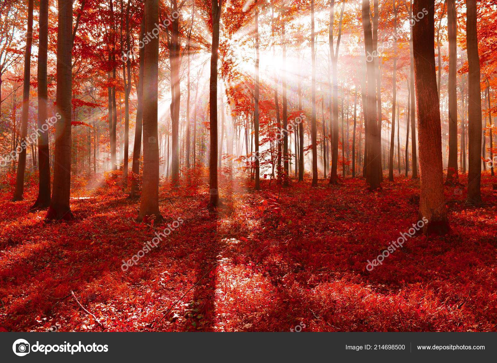 Beautiful Magical Forest Fallen Red Leaves — Stock Photo © kwasny222 ...