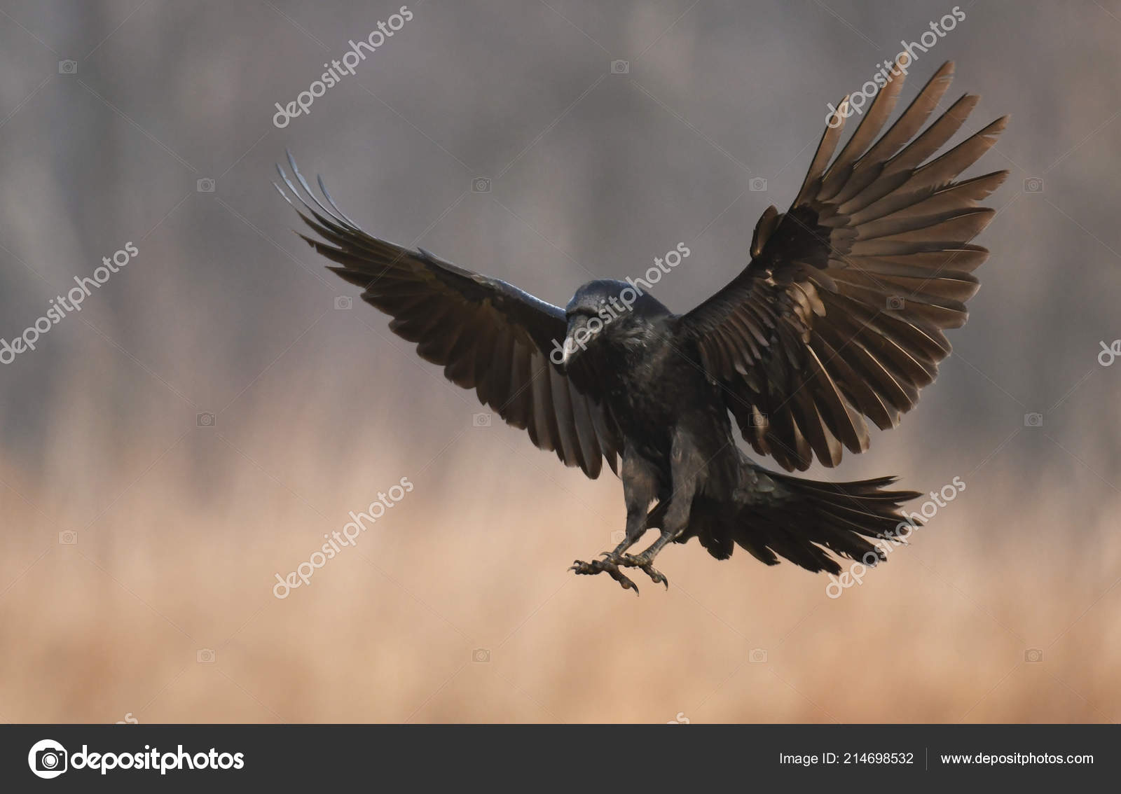 Common Raven Flying Natural Habitat — Stock Photo © kwasny222 #214698532
