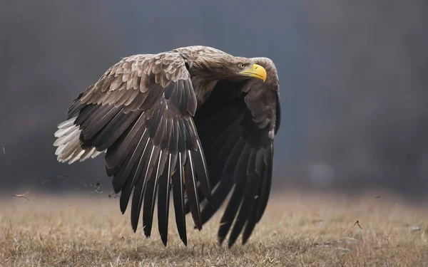 Walking eagle Stock Photos, Royalty Free Walking eagle Images ...