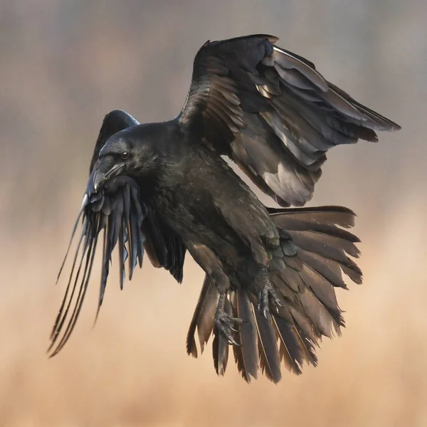 Common Raven Flying Natural Habitat Stock Photo by ©kwasny222 214698190