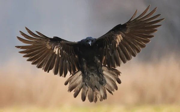 Common Raven Flying Natural Habitat Stock Photo by ©kwasny222 214696438