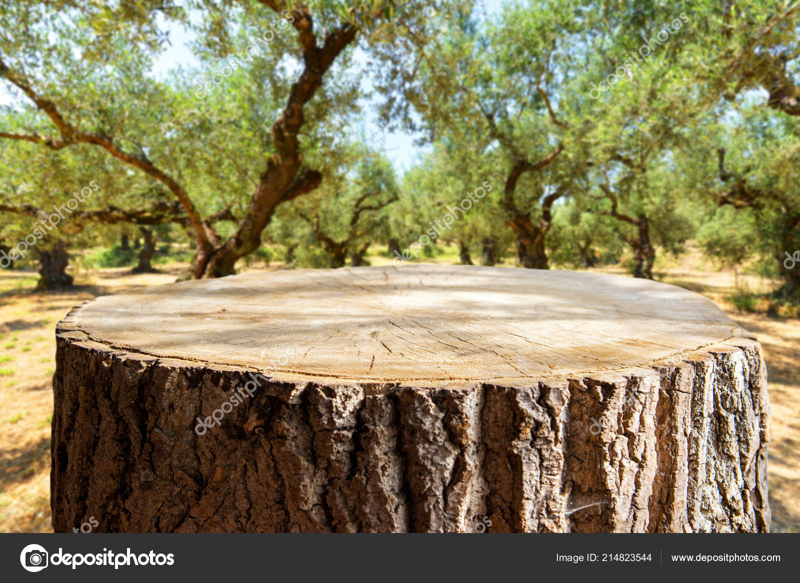 Empty Tree Trunk Display Montages Olive Trees Background — Stock Photo ...