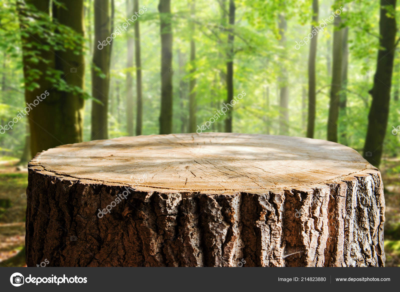 Empty Tree Trunk Display Montages — Stock Photo © kwasny222 #214823880