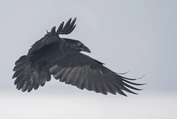 Flying raven Stock Photos, Royalty Free Flying raven Images | Depositphotos