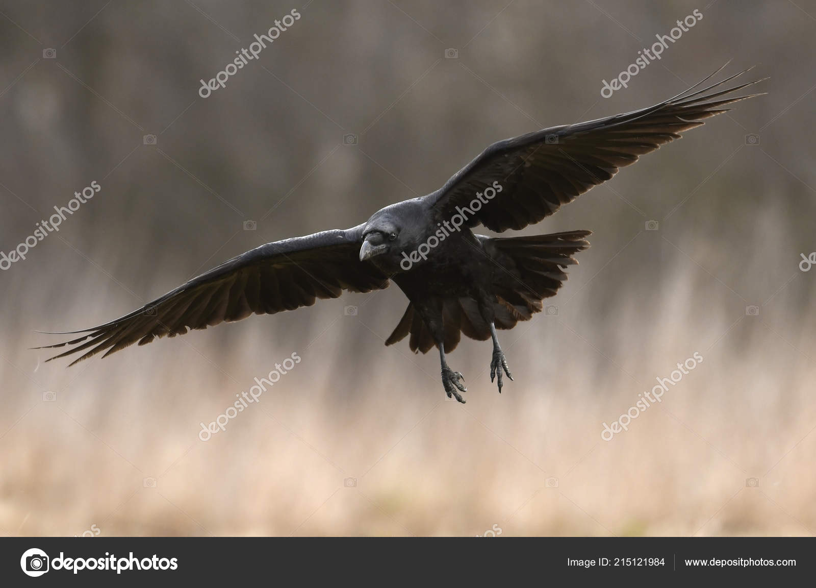 Common Raven Flying Natural Habitat Stock Photo by ©kwasny222 215121984