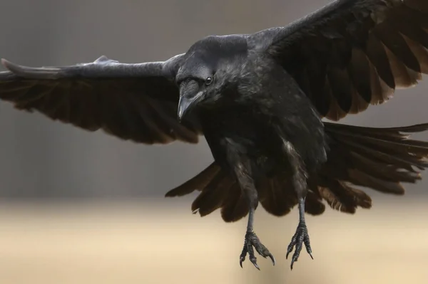 Ravens Stock Photos, Royalty Free Ravens Images | Depositphotos