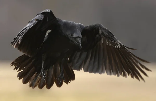 ᐈ Crows flying stock images, Royalty Free crow flying pictures ...