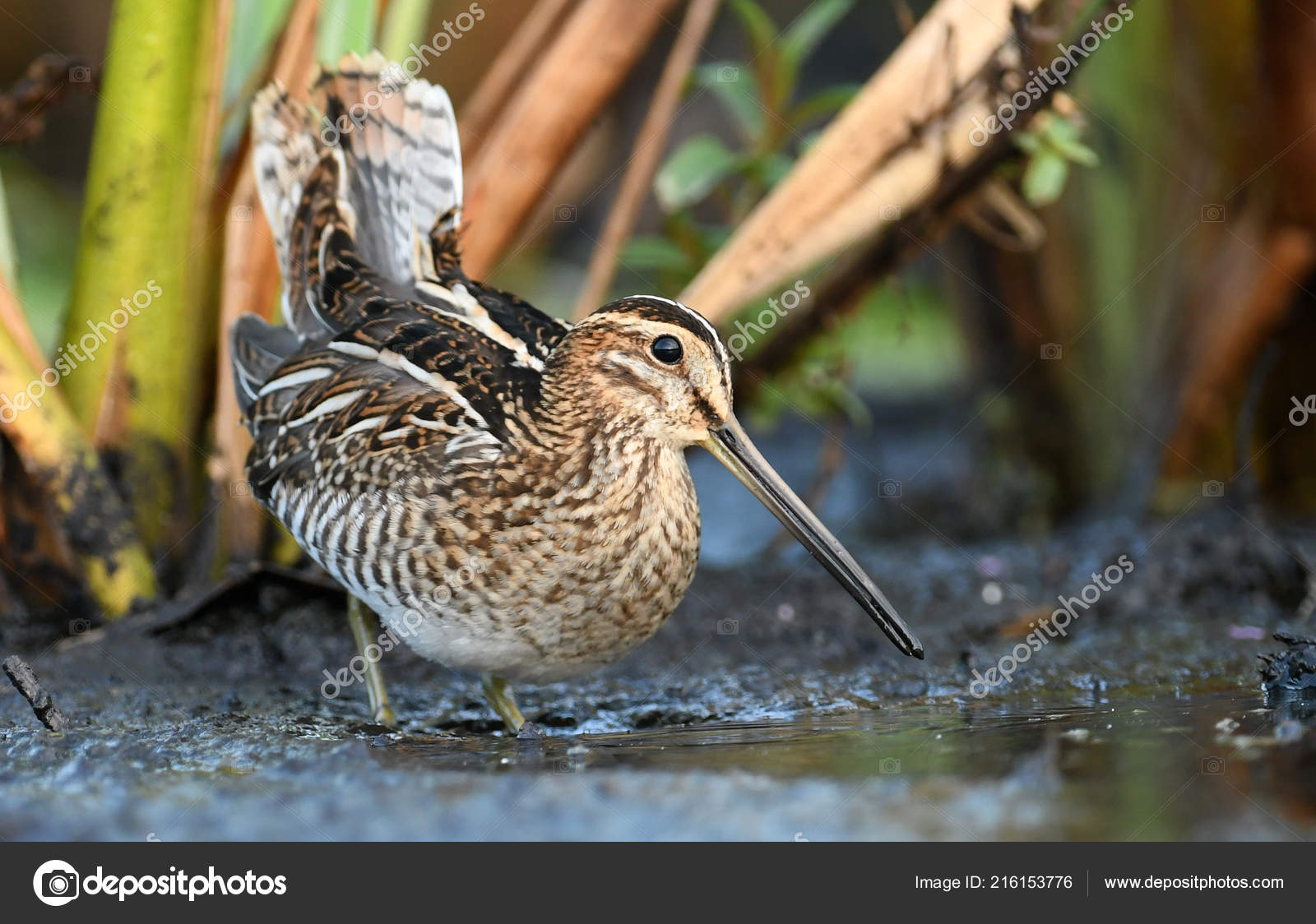 Common Snipe Habitat