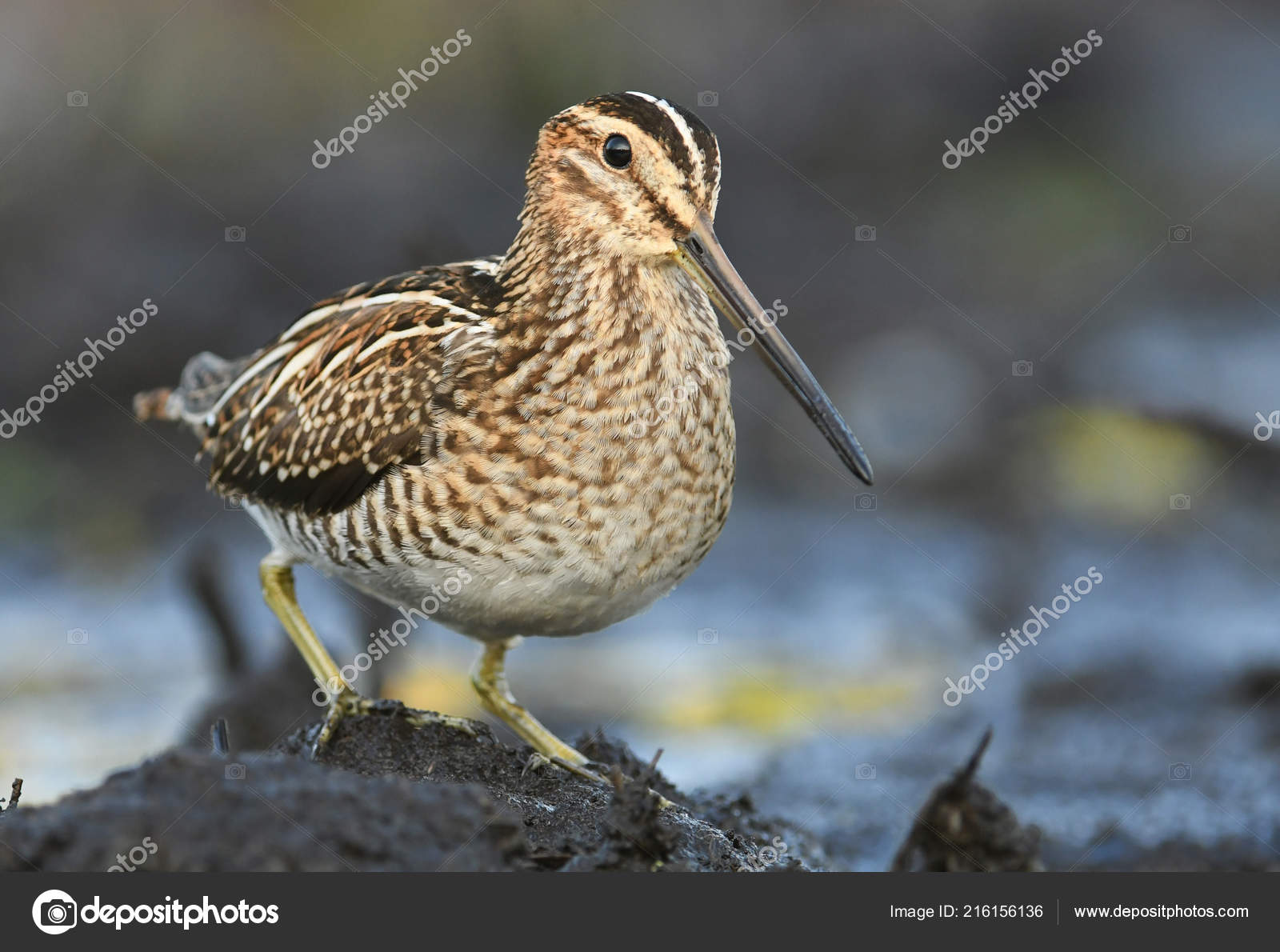 Common Snipe Habitat
