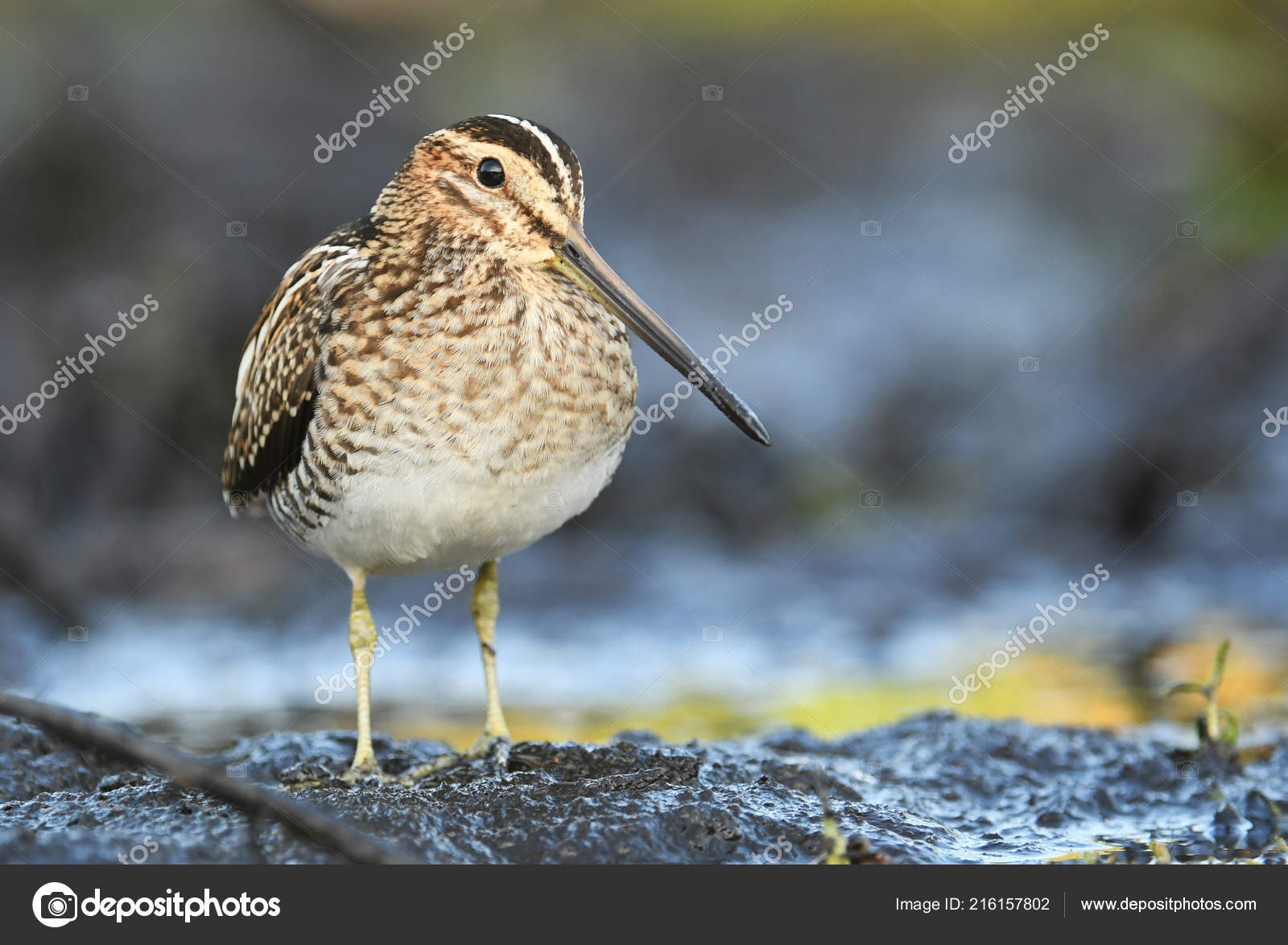Common Snipe Habitat