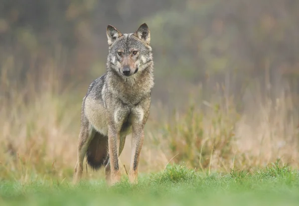 Loup Gris Sauvage Dans L'habitat Naturel image libre de droit par ...