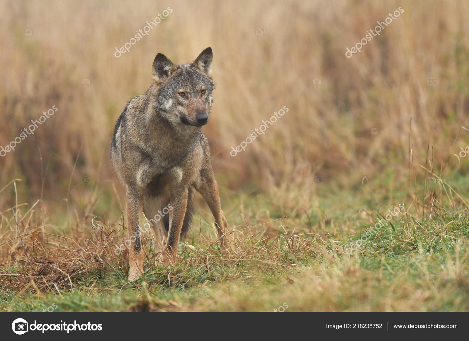 Loup Gris Sauvage Dans L'habitat Naturel image libre de droit par ...