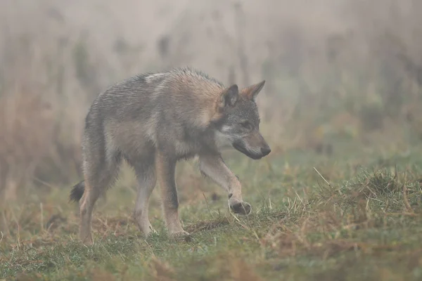 Grey jackal Stock Photos, Royalty Free Grey jackal Images | Depositphotos