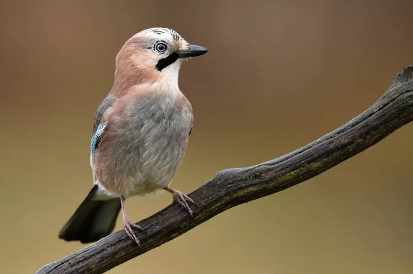 Common asian bird Stock Photos, Royalty Free Common asian bird Images ...