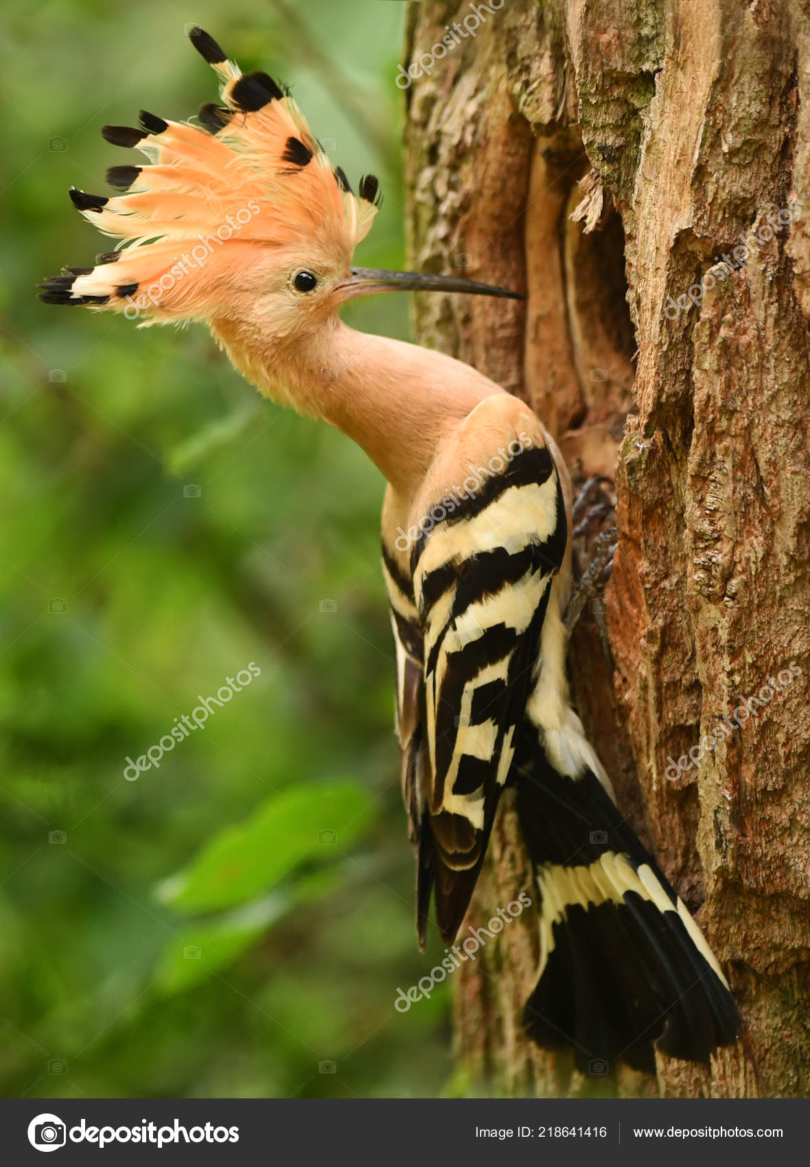 Eurasian Hoopoe Common Hoopoe Upupa Epops Stock Photo by ©kwasny222 ... Eurasian Hoopoe Common Hoopoe Upupa Epops Stock Photo by ©kwasny222 ...