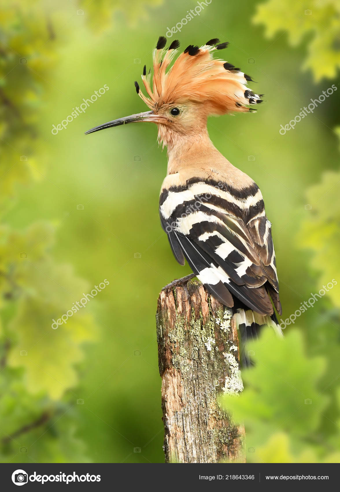Eurasian Hoopoe Common Hoopoe Natural Habitat Stock Photo by ©kwasny222 ...