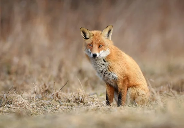Red Fox in nature — Stock Photo © MennoSchaefer #148613849