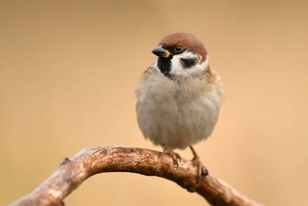 Passer Stock Photos, Royalty Free Passer Images | Depositphotos®