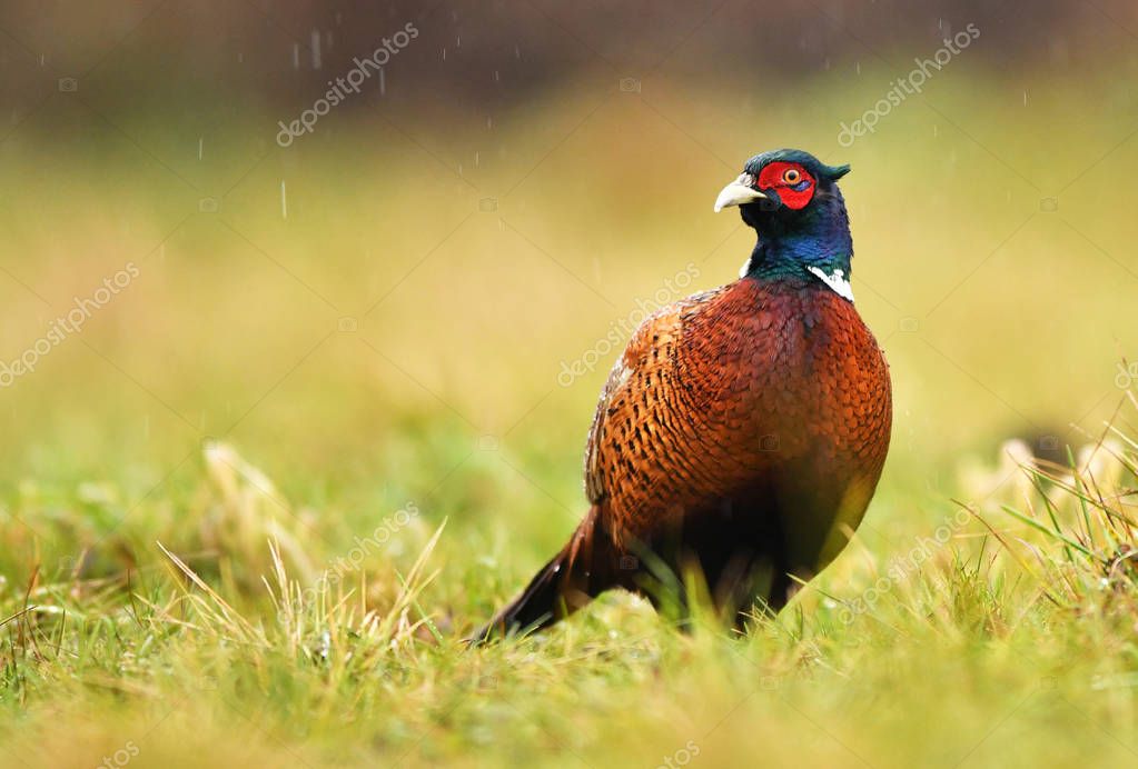 Close up view of Ringneck Pheasant in natural habitat #231332872 ...
