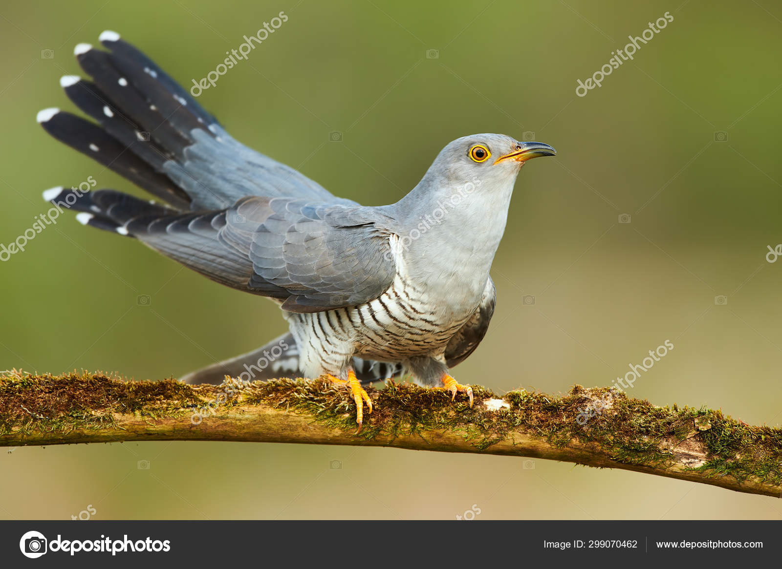 Kukačka obecná (Cuculus canorus) — Stock Fotografie © kwasny222 #299070462