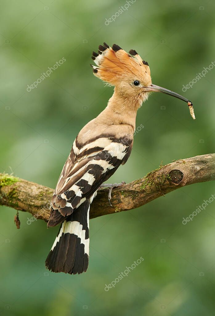 Hoopoe eurasiático o abubilla común (Upupa epops) 2023