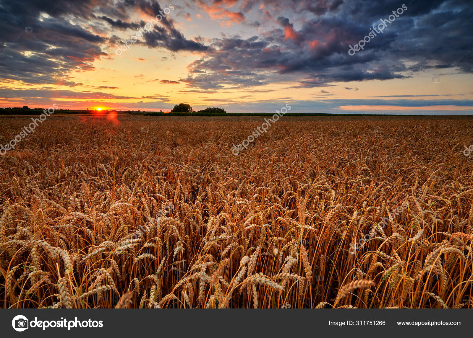 Beautiful summer sunset over fields — Stock Photo © kwasny222 #311751266