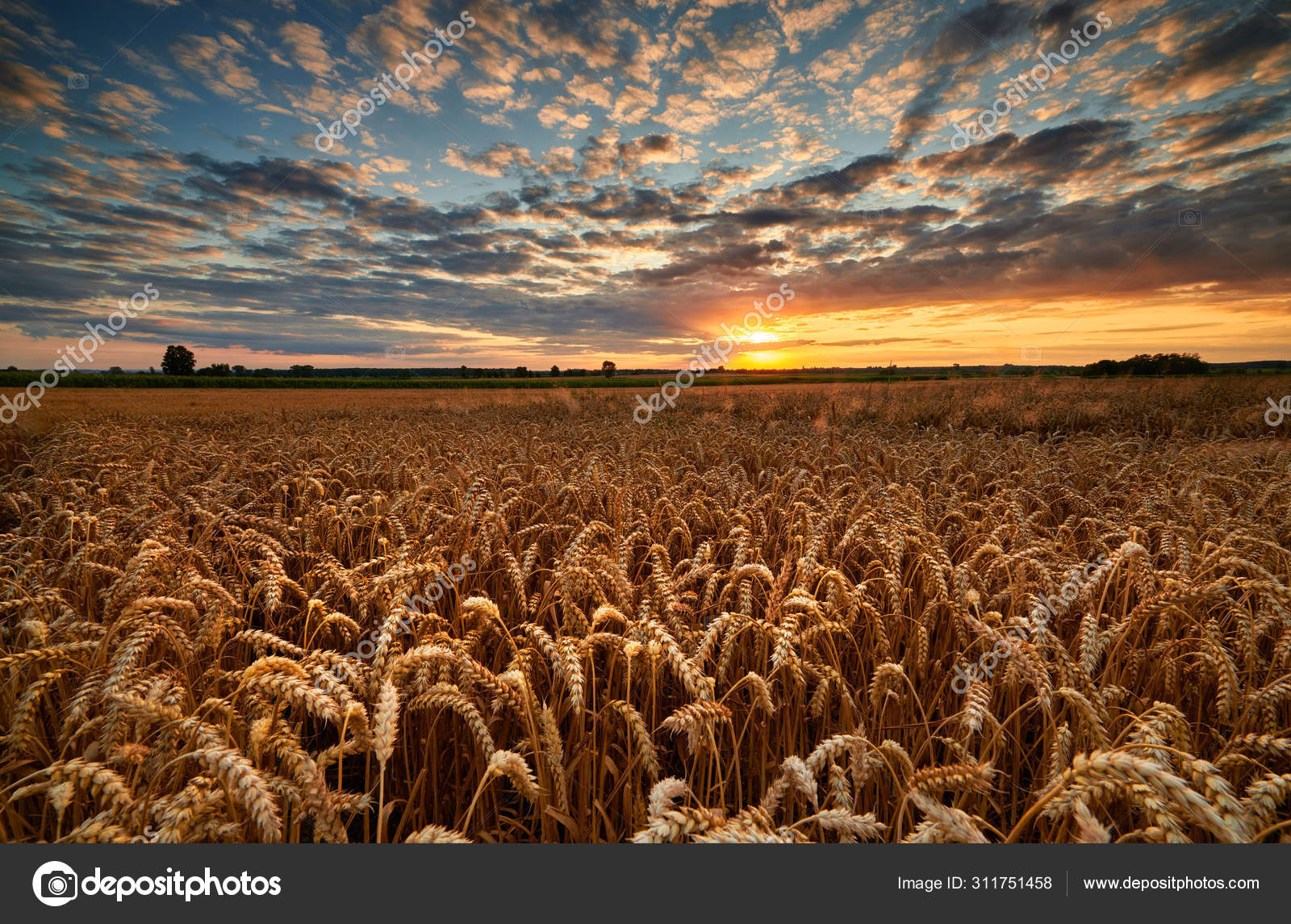 Beautiful summer sunset over fields — Stock Photo © kwasny222 #311751458