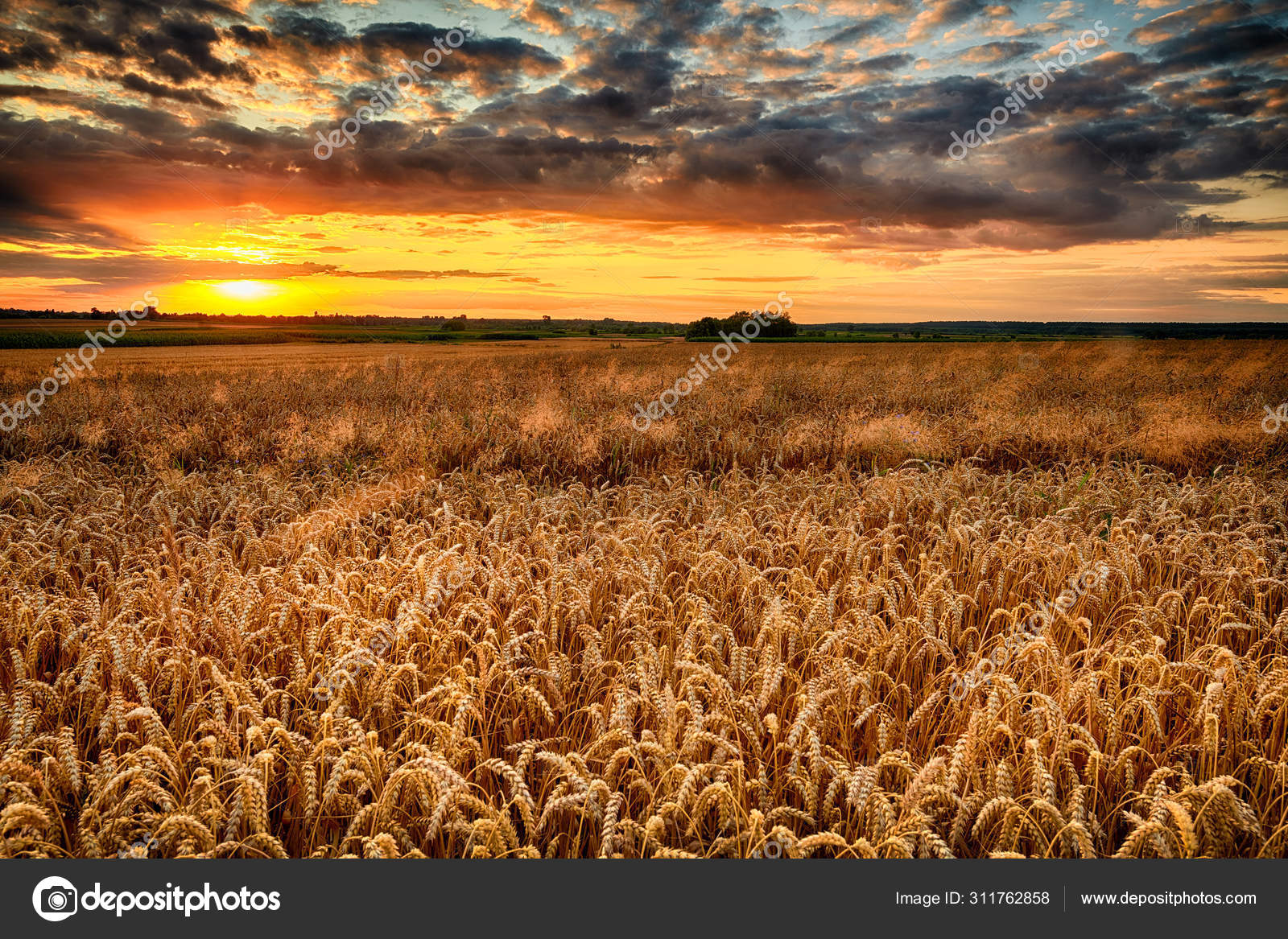 Beautiful summer sunrise over wheat fields — Stock Photo © kwasny222 ...