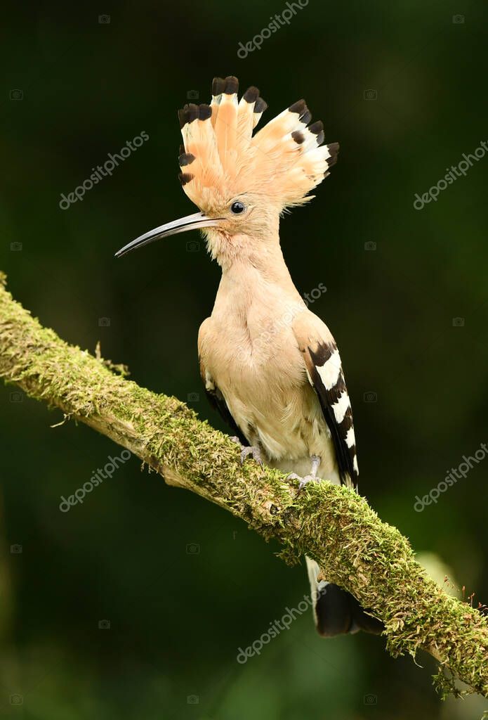 Hoopoe eurasiático o abubilla común (Upupa epops) 2024