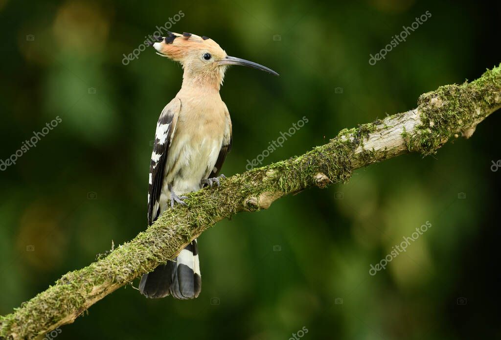 Hoopoe eurasiático o abubilla común (Upupa epops) 2024