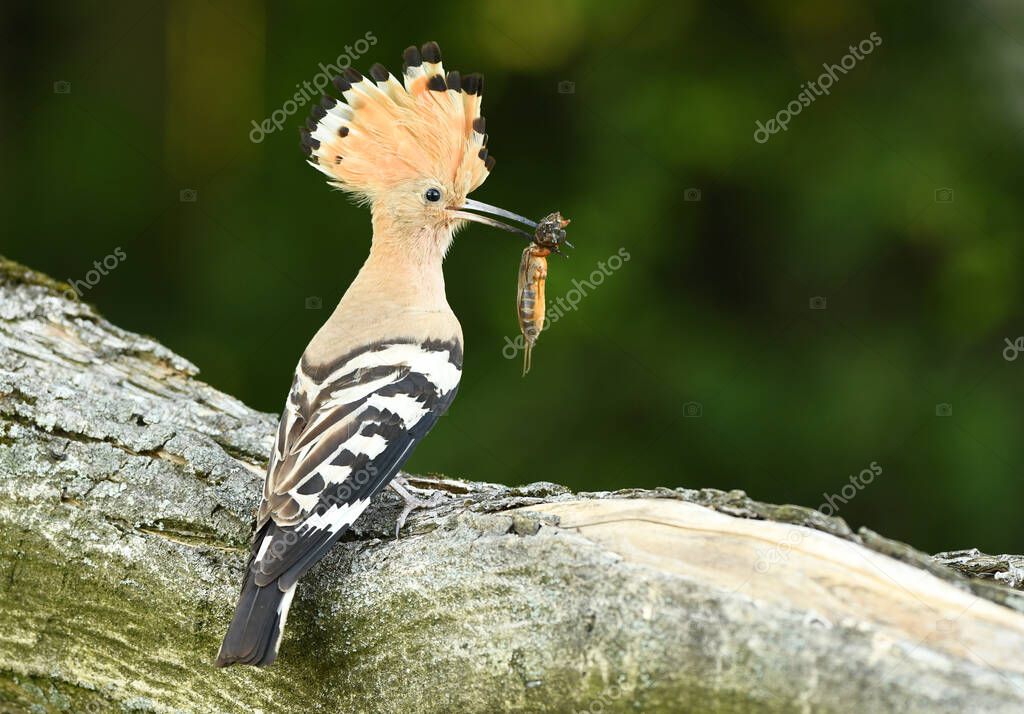 Hoopoe eurasi tico o abubilla com n (Upupa epops) 2024