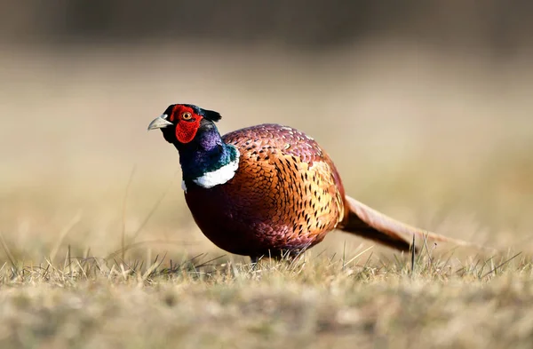 Pheasant species Stock Photos, Royalty Free Pheasant species Images ...