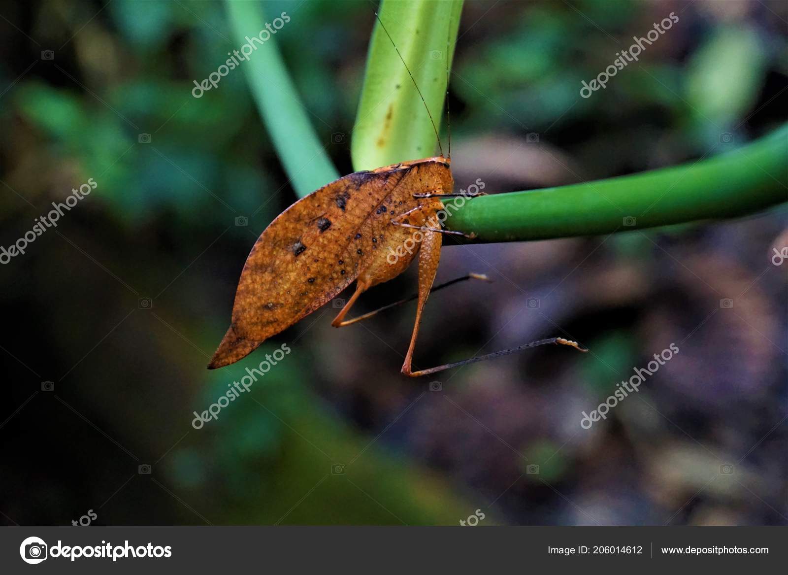 Tettigoniidae Leaf Bug Hanging Stem Las Quebradas Costa Rica — Stock ...