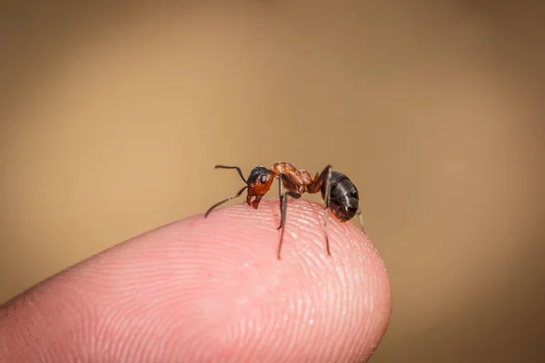Ant bite Stock Photos, Royalty Free Ant bite Images | Depositphotos