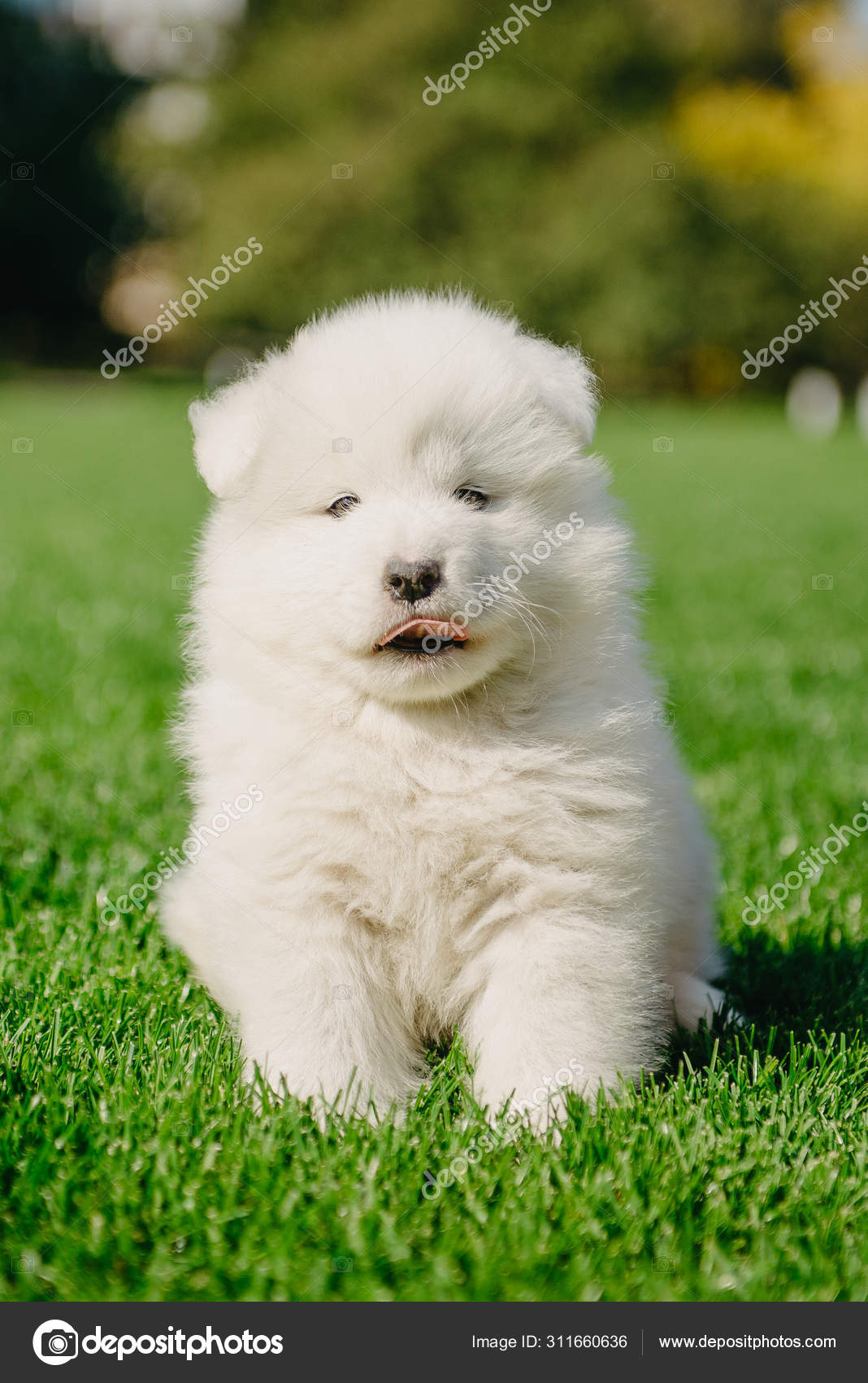 Samoyed puppy sitting on green grass — Stock Photo © Lakschmi #311660636