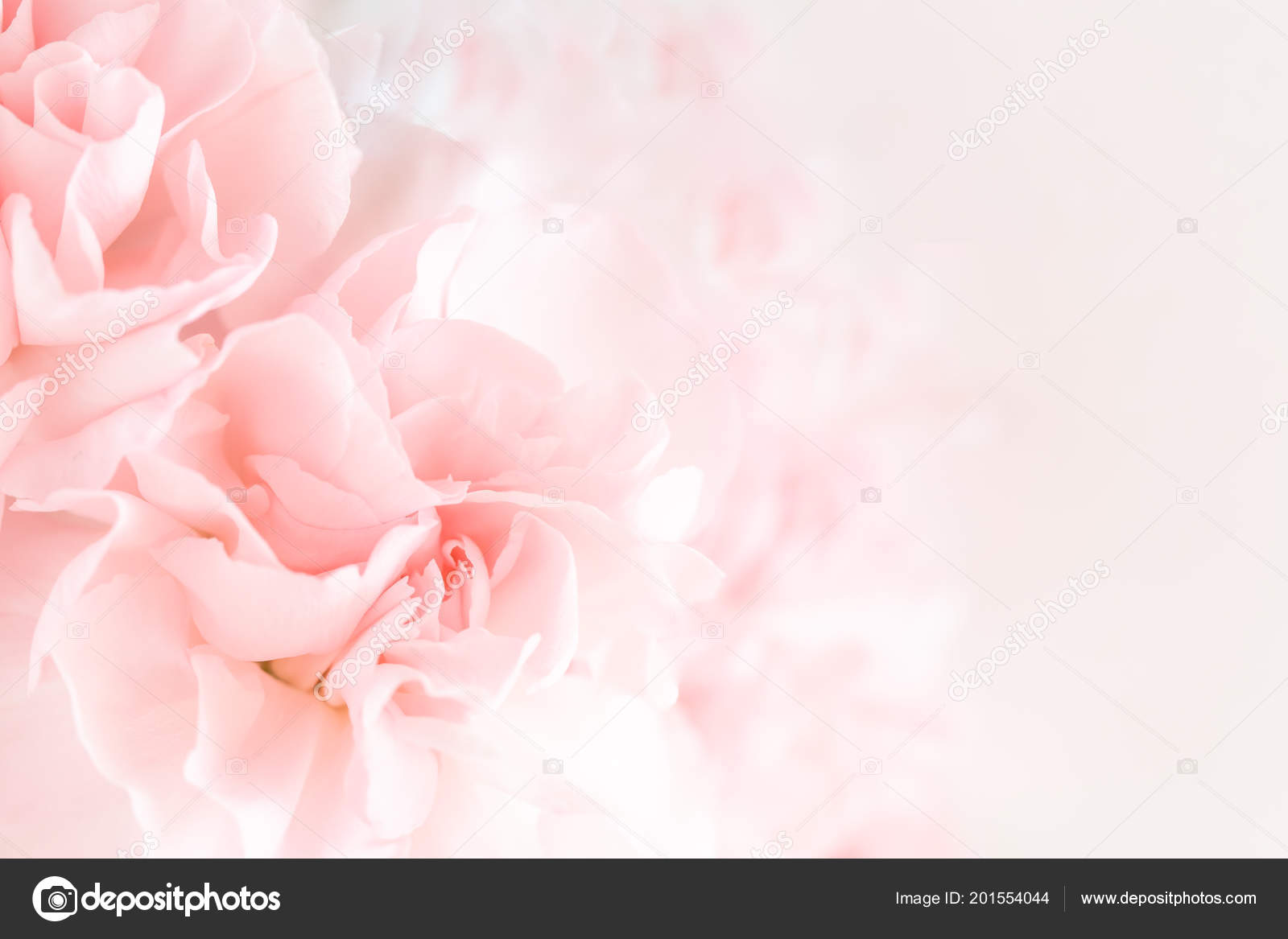 Baby Pink Flower Background