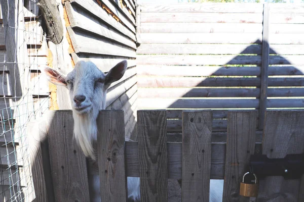 Goat fence Stock Photos, Royalty Free Goat fence Images | Depositphotos