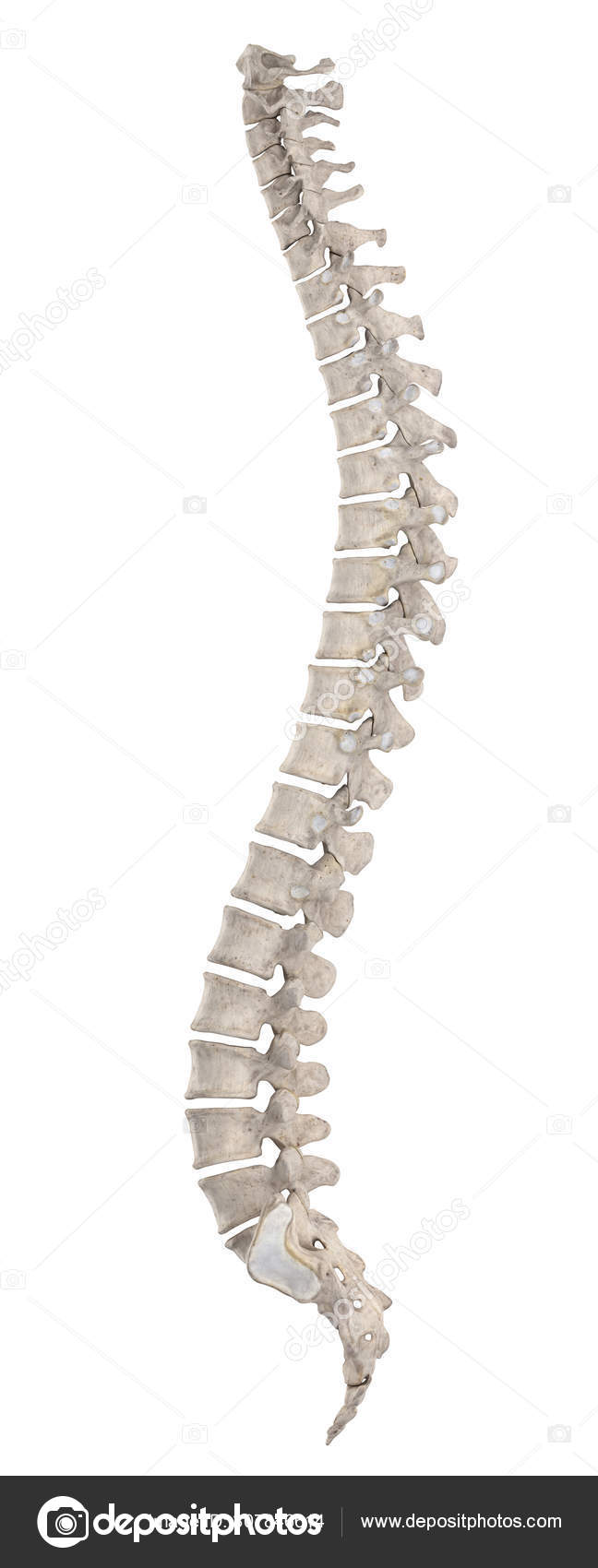 Spine Isolated White Left Lateral View Stock Photo by ©CLIPAREA 307846614
