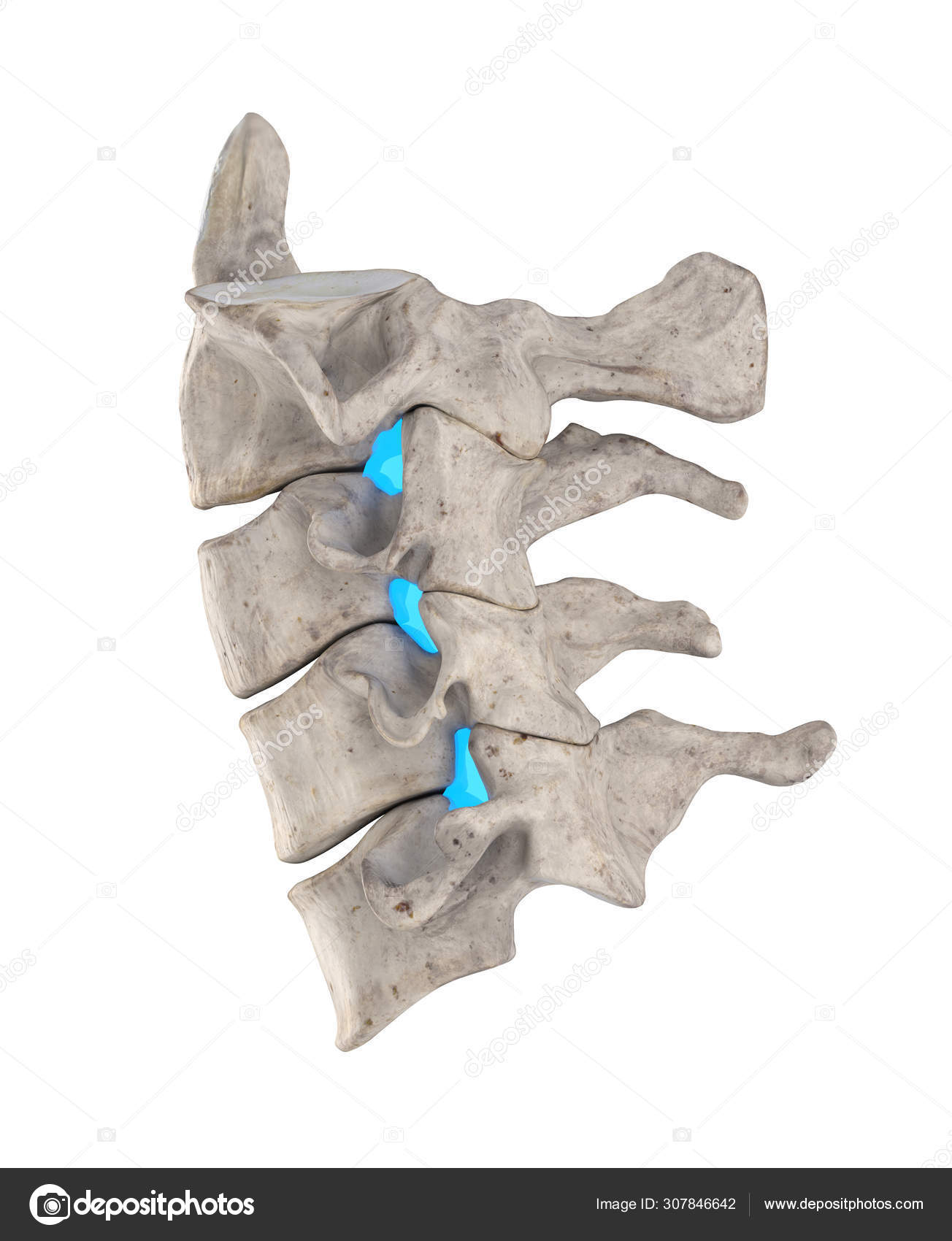 Intervertebral Foramina