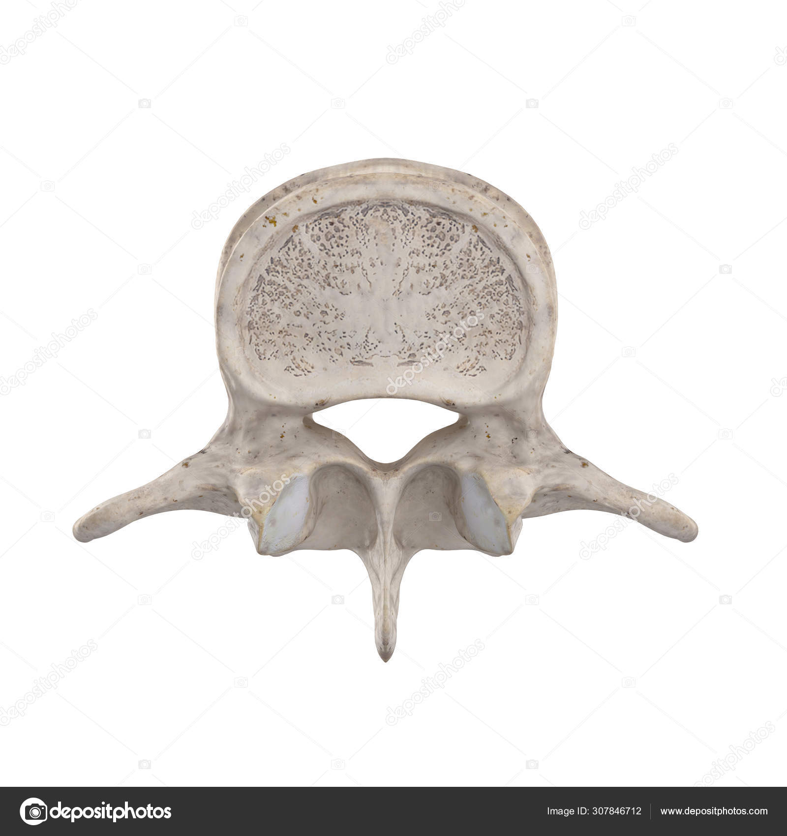 Lumbar Vertebrae Diagram Superior View