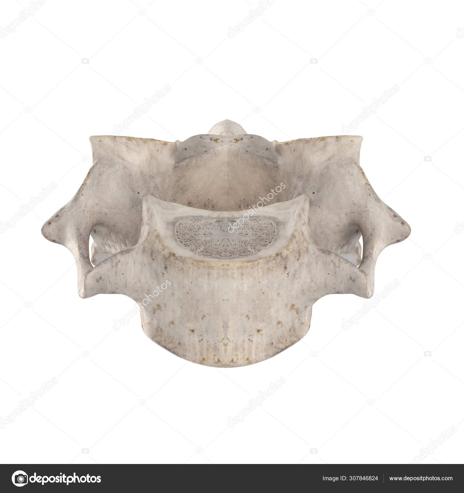 Vértebra Cervical Aislada Vista Anterior Blanca: fotografía de stock ...