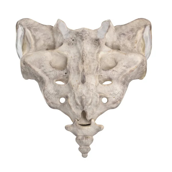 Vértebra Cervical Aislada Vista Lateral Izquierda Blanca — Foto de ...